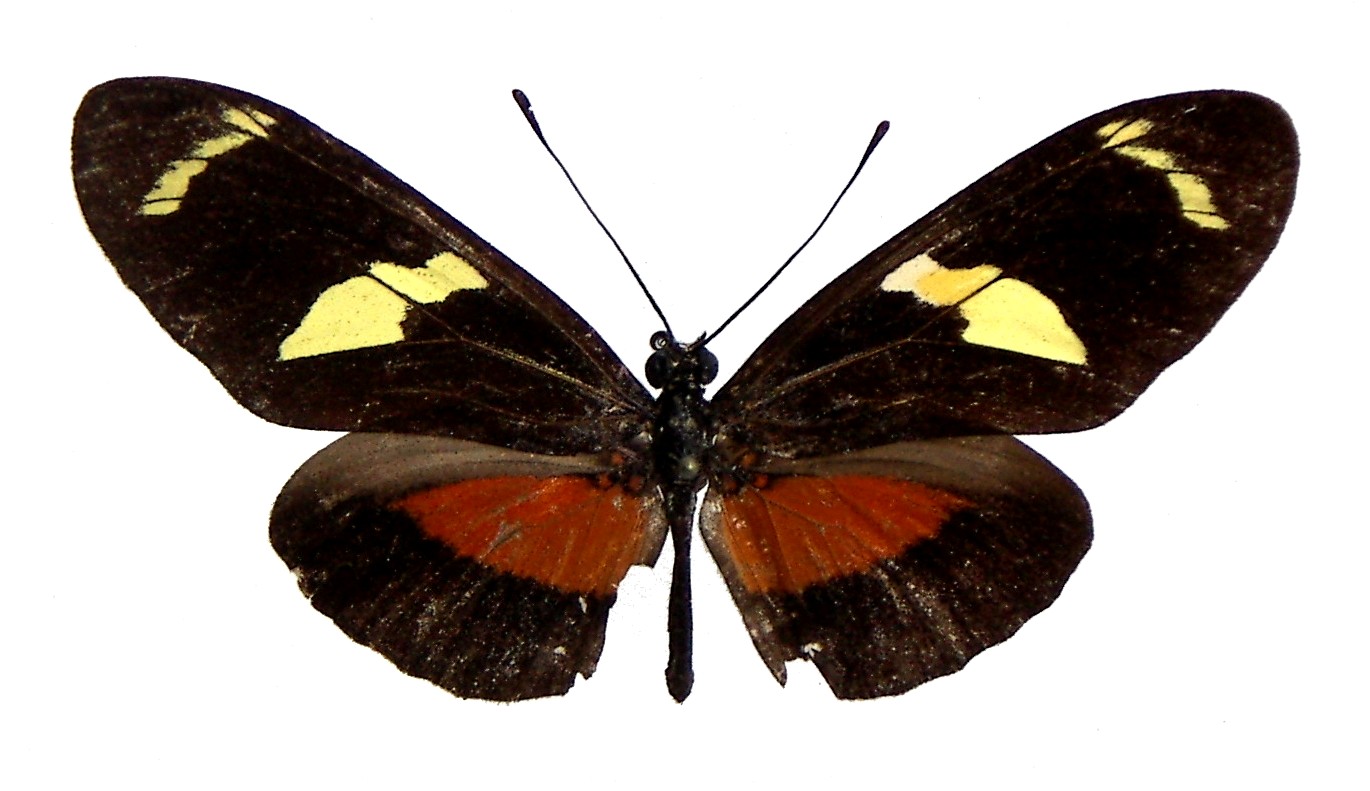 » ricini heliconius butterflies