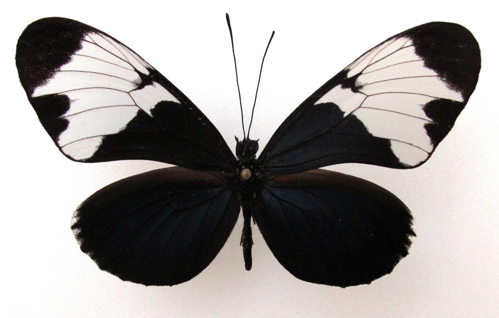 » sapho heliconius butterflies