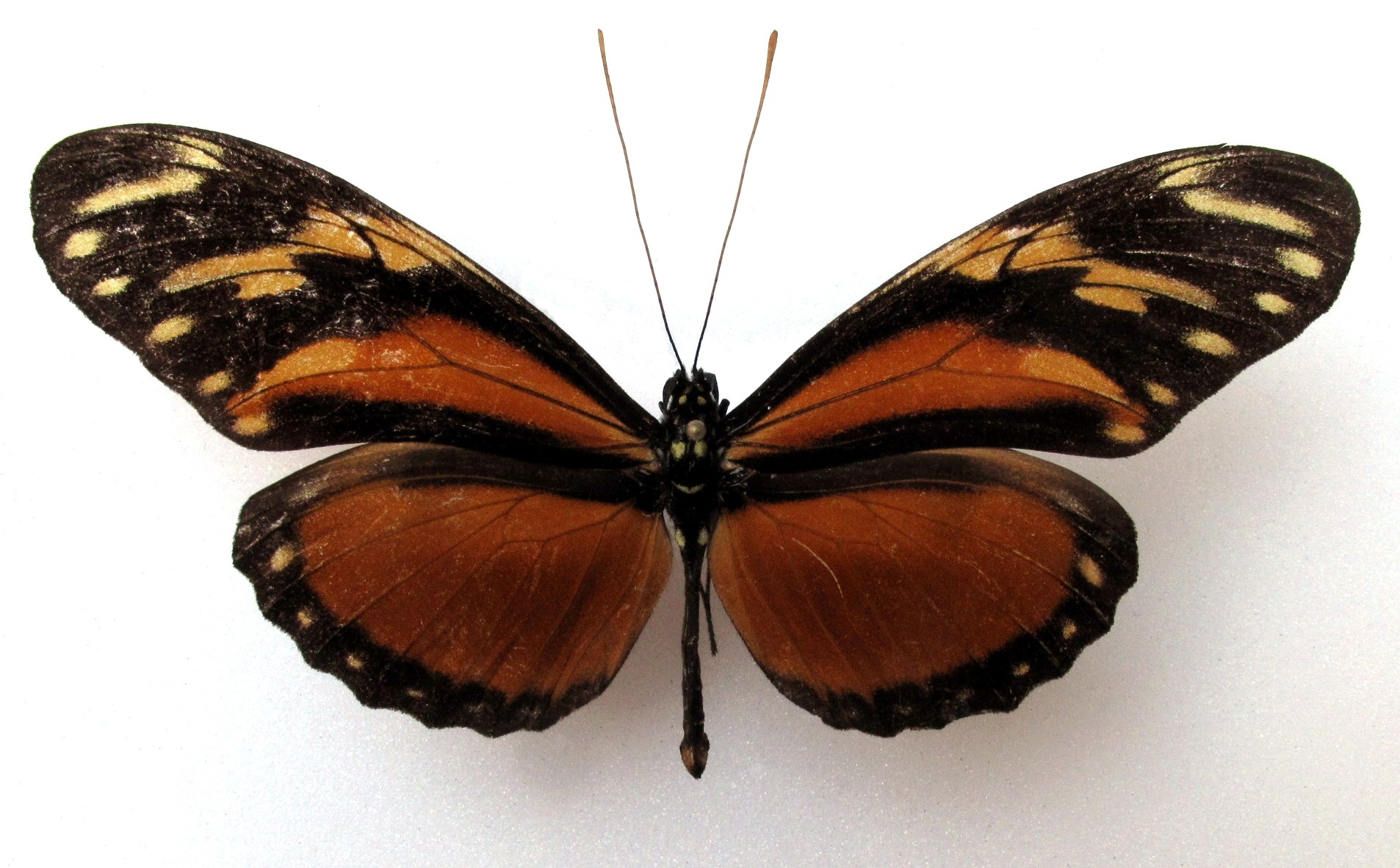 » hecalesia & longarena heliconius butterflies