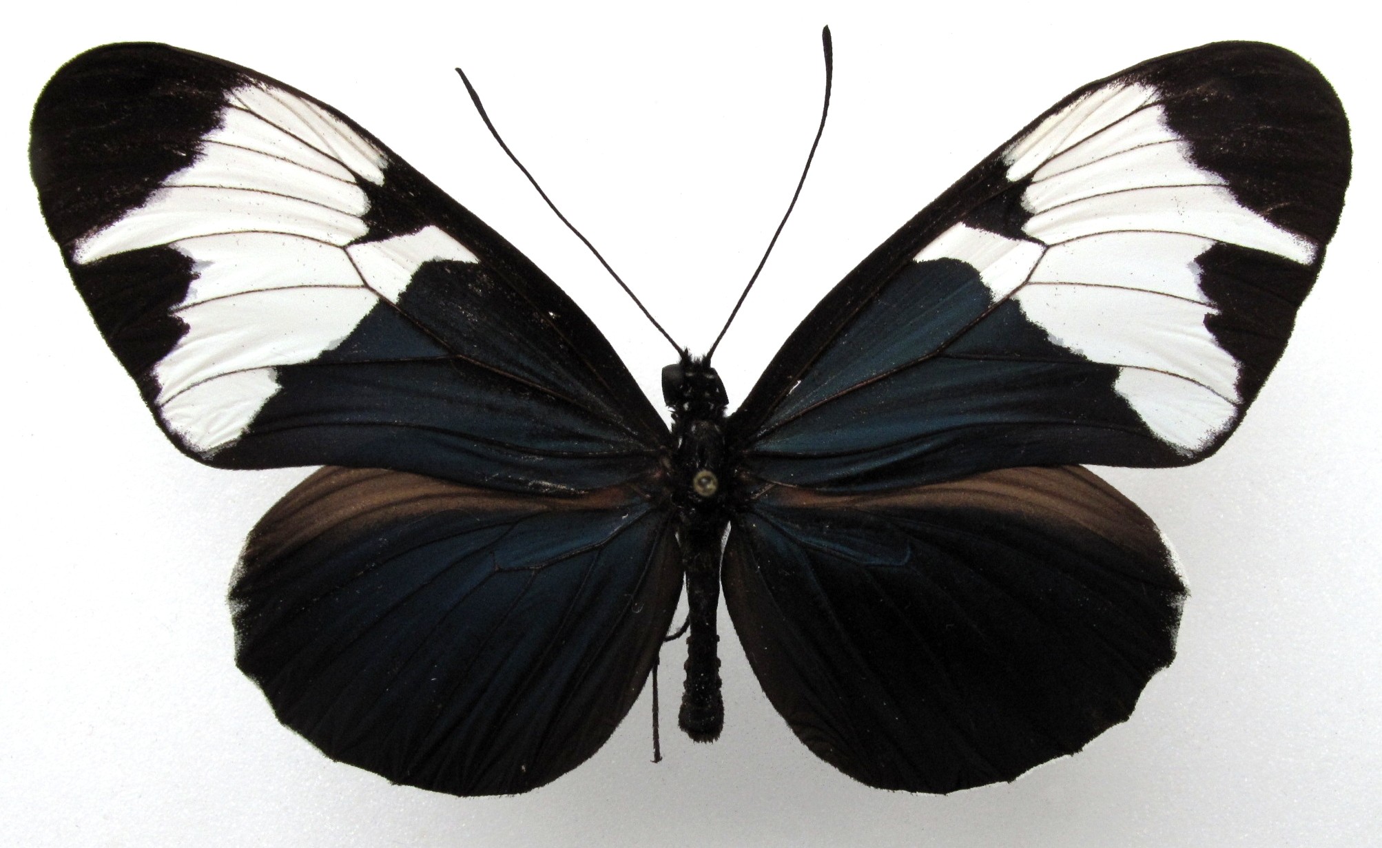» sapho heliconius butterflies