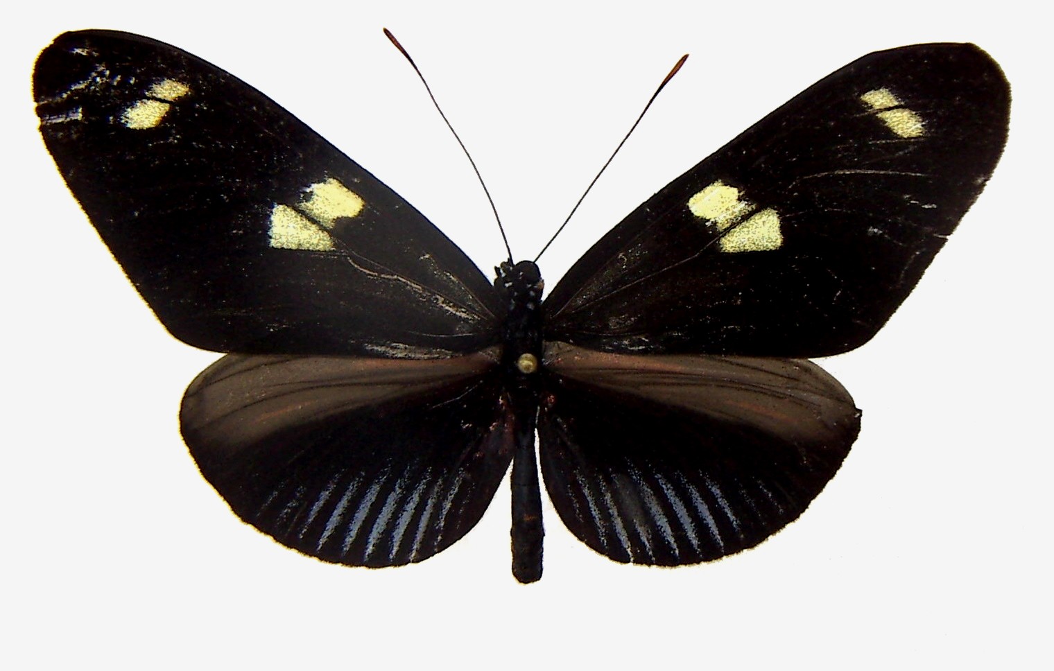 » metharme heliconius butterflies
