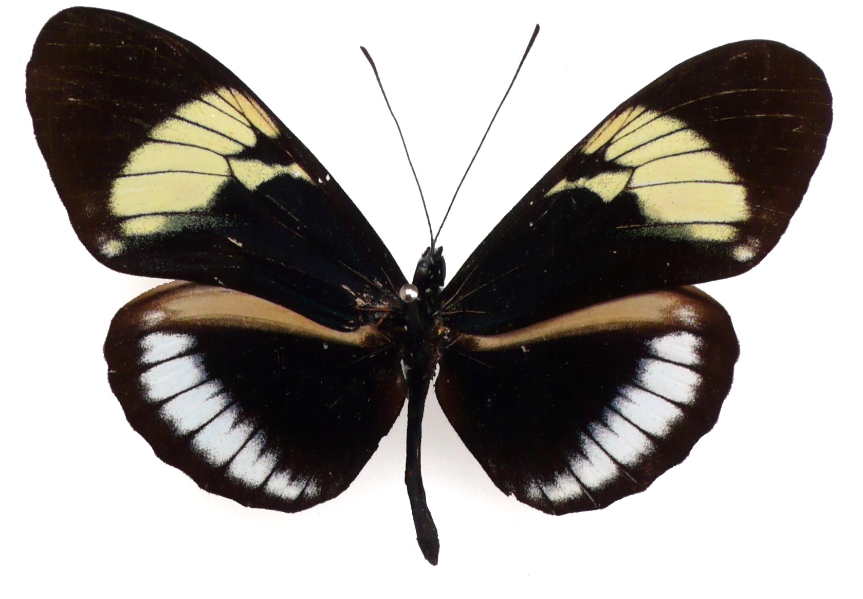 » cydno 1 heliconius butterflies