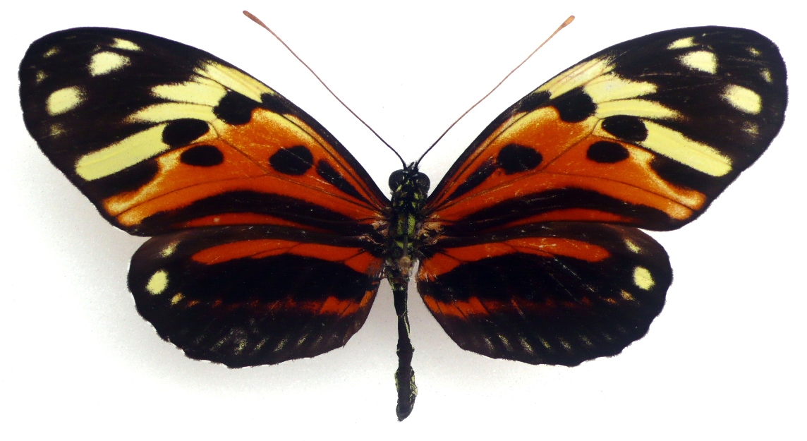 » numata 4 heliconius butterflies