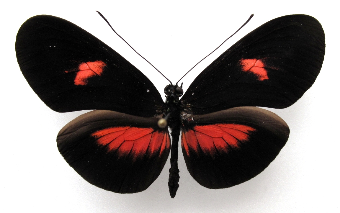 » himera x erato hybrids heliconius butterflies