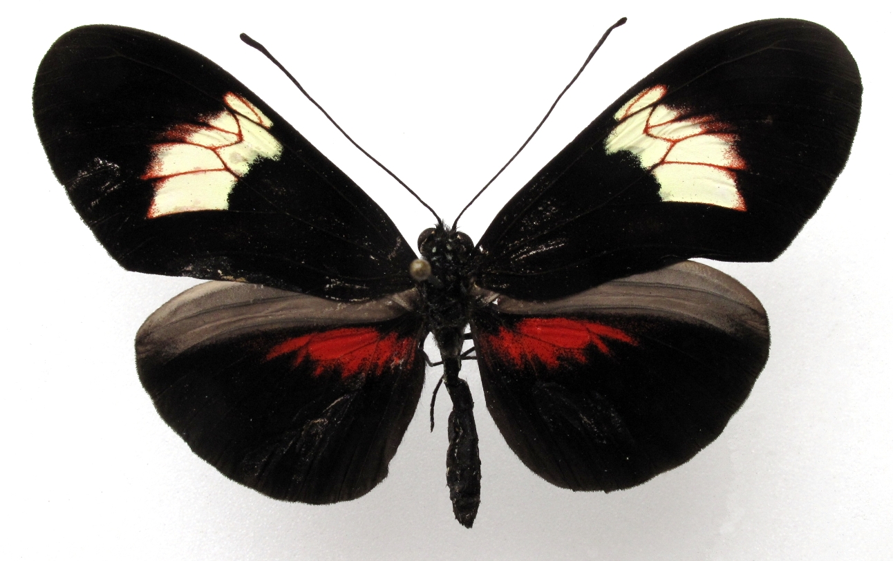 » himera x erato hybrids heliconius butterflies