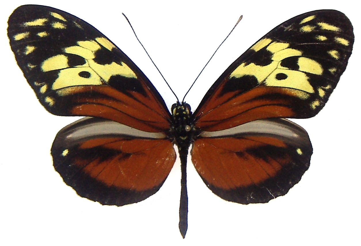 » hecale 1 heliconius butterflies