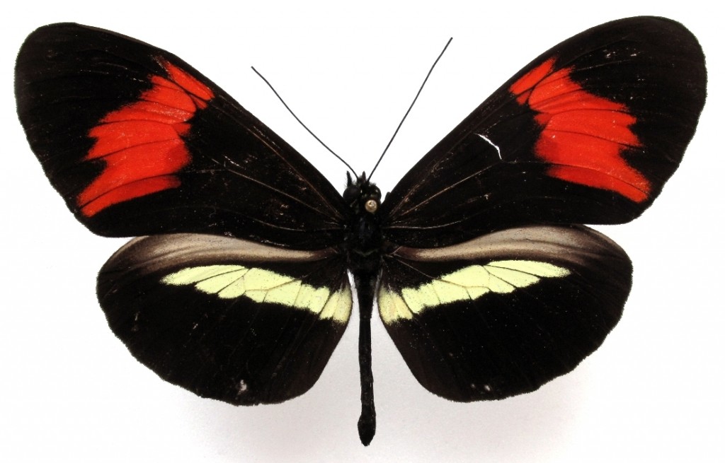 » timareta thelxinoe (Lamas & Mérot 2013) heliconius butterflies